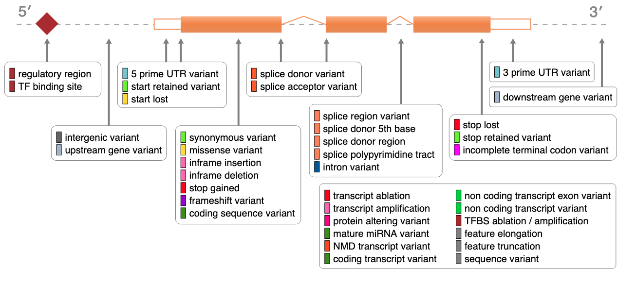 Cancer Variant Analysis Variant Effect Predictor Vep