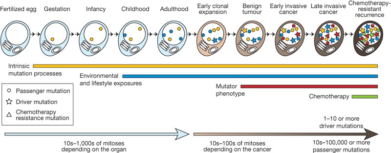 Cancer Variant Analysis Variant Effect Predictor Vep